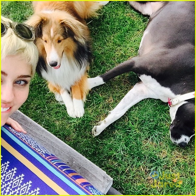 Miley Cyrus' Bikini Dancing Skills Are Insane - Watch Now! | Photo ...