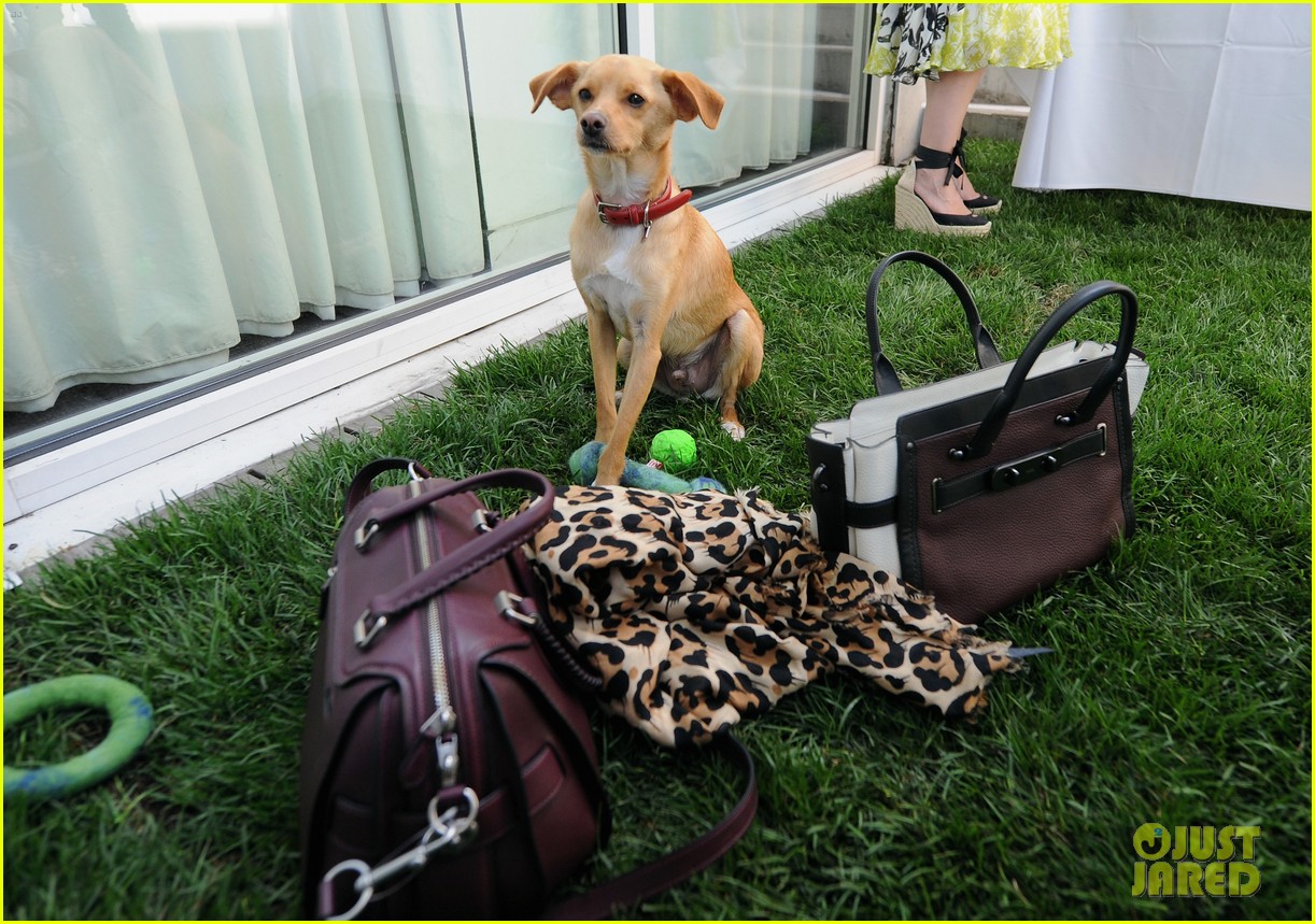 Toulouse, Ariana Grande's Dog, Is a Coach Campaign Star! | Photo 844323 ...