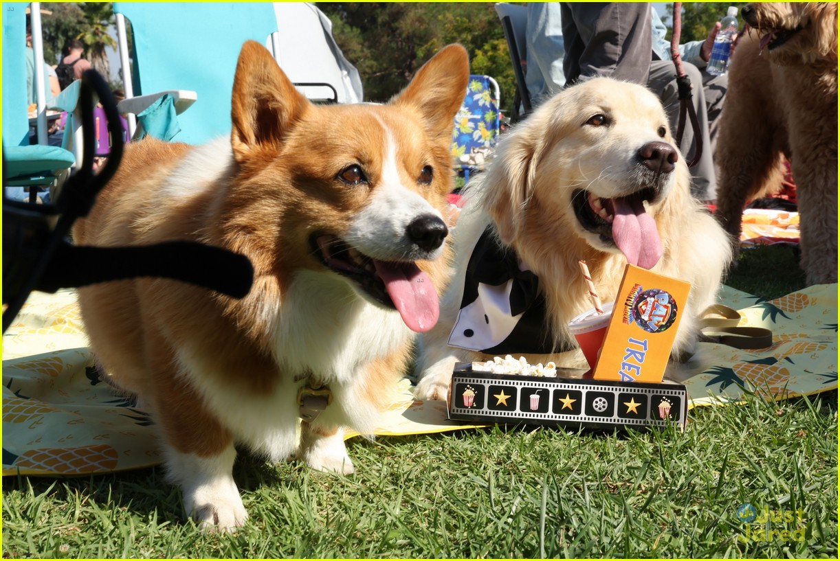 'PAW Patrol: The Mighty Movie' Breaks Guinness World Record at Weekend ...