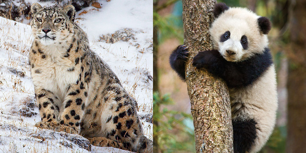 Disneynature Celebrates Earth Day With New ‘Born In China’ Trailer ...