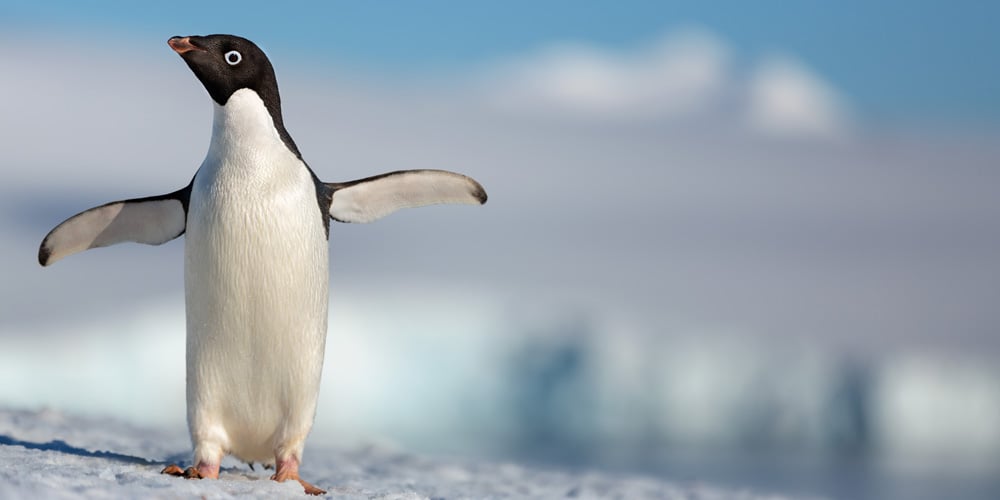 Steve The Penguin Is The Clear Star of Disneynature’s ‘Penguins ...